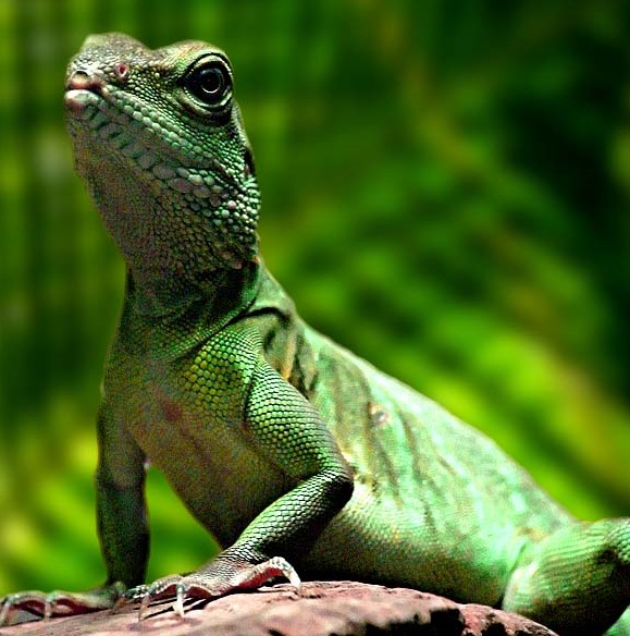 Abetarja e kafshëve – Shqipopédia